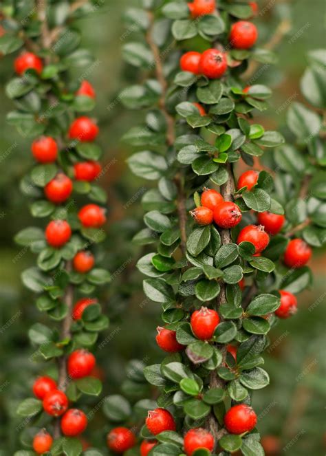 Premium Photo Red Berries Of Cotoneaster Horizontal Cotoneaster