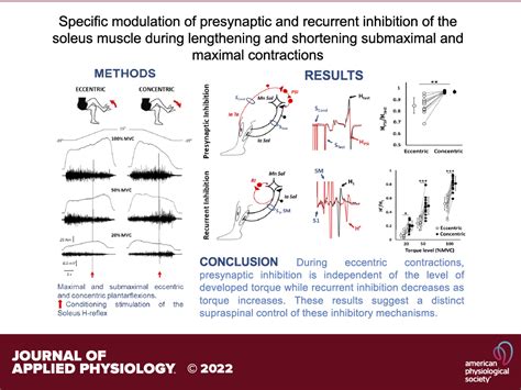 Specific Modulation Of Presynaptic And Recurrent Inhibition Of The