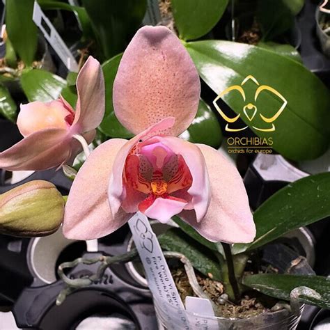Phal Ying Yi Spring Dancer Yu Pin Fire Work Es Orchibias