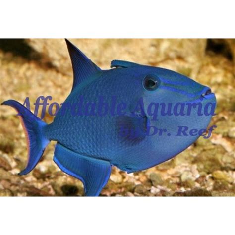 Niger Triggerfish Affordable Aquaria