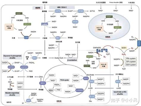 Nad下降有什么影响？nad的作用是什么？ 知乎