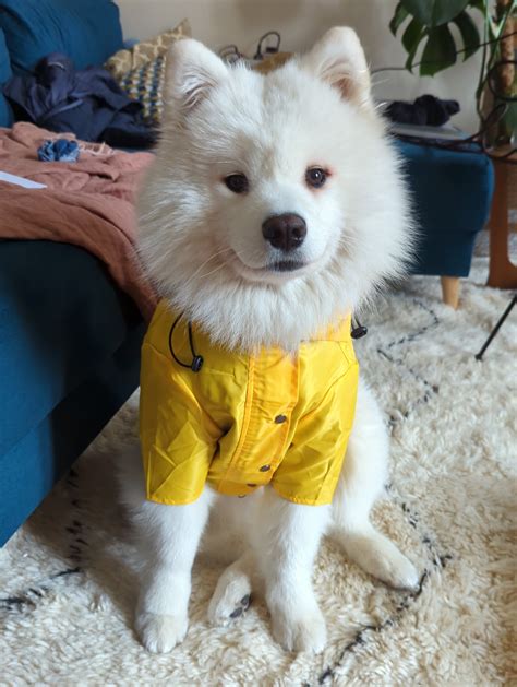 Hello Mum Wants To Know If She Can Walk Me In My Raincoat Or Is That Uncool R Samoyeds