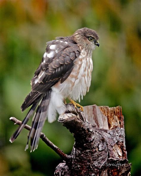 Sharp Shinned Hawk Sharp Shinned Hawk Bird Hunting Beautiful Birds