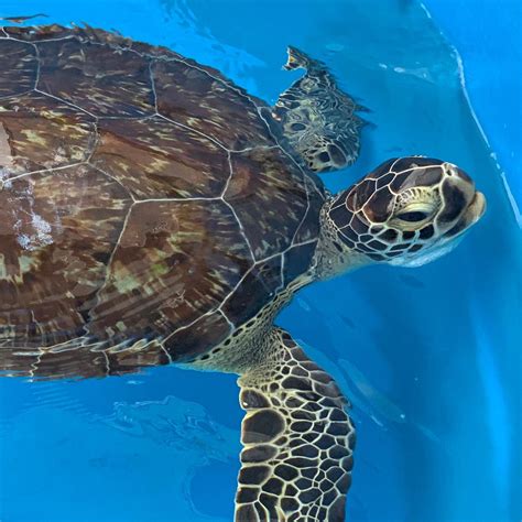 Meet Rob A Juvenile Green Loggerhead Marinelife Center