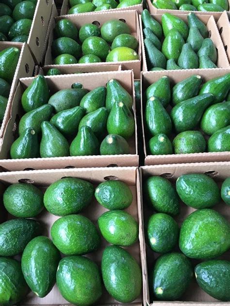 Fresh And Delicious Avocados Fresh Green Avocados Basket Of Fresh