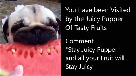 Pupper Melon Scrolller