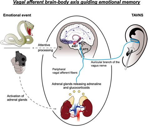 Frontiers A Vagal Route To Memory Evidence From Invasive And Non
