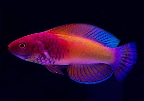 Rainbow Fish A New Species In The Maldives Science Confirms