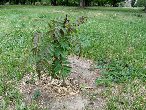 Sumac Tree Species At Jack Oneill Blog