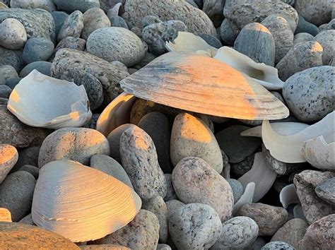 Massachusetts Best Beaches To Hunt For Seashells