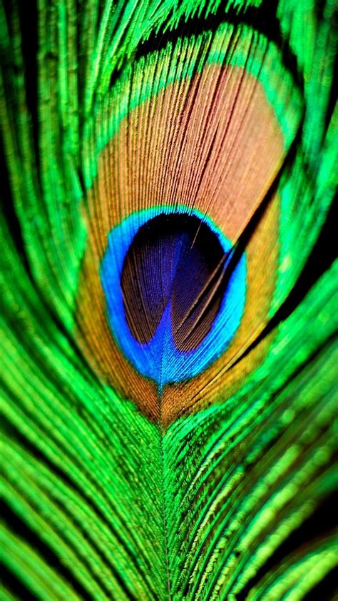Iphone Krishna Peacock Feather Hd Wallpapers Wallpaper Cave