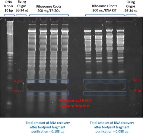 Cell Press Star Protocols