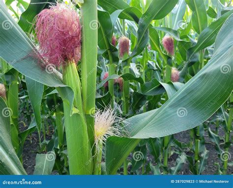 Head Of Corn In The Field Close Up Stock Image Image Of Sweet Crop 287029823