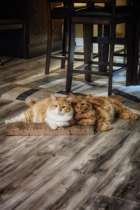 Sibling ️ Scrolller