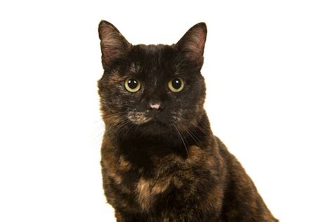 Tortoiseshell Cat