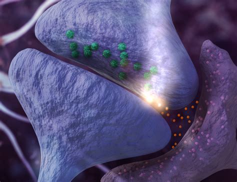 Astrocyte Dysfunction Causes Cognitive Decline Newsroom Weill