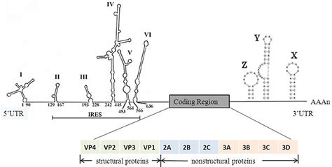 Enterovirus 71 Structure Frontiers The Structure Function And