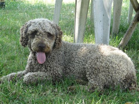 Chien Chien Deau Espagnol Perro De Agua Espanol Spanish Water Dog