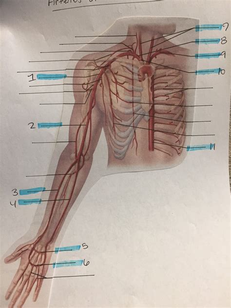 Arteries Of Upper Extremities Diagram Quizlet