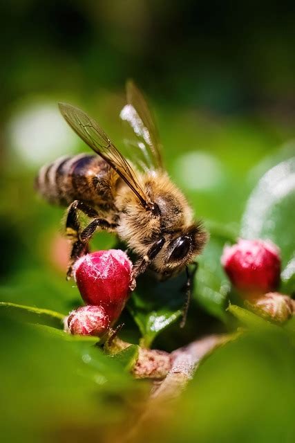 Abeille Insecte Baies Photo Gratuite Sur Pixabay Pixabay