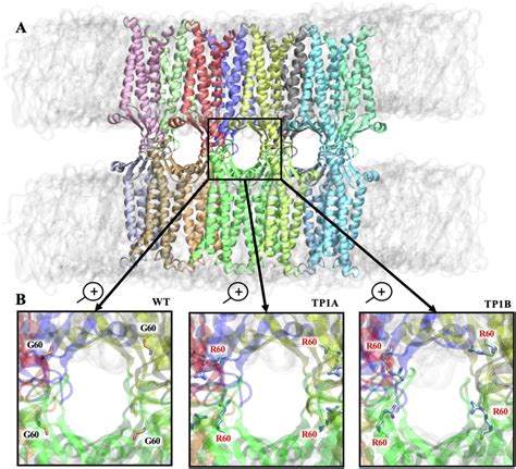 A Modeling Of Triple Pores Based On Multiple Pore I Like Structures