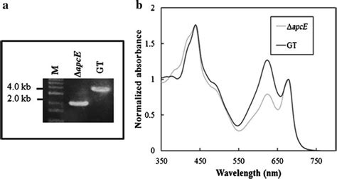 Confirmation Of Complete Deletion Of Theapcegene A Pcr With Primers