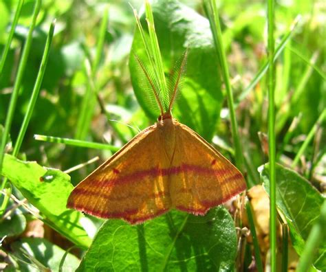 Chickweed Geometer Moth By Sheri Schluter Redbubble