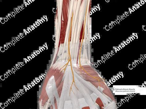 Palmaris Brevis Muscle Complete Anatomy