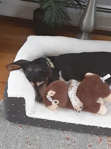 Pupper Nutter Scrolller