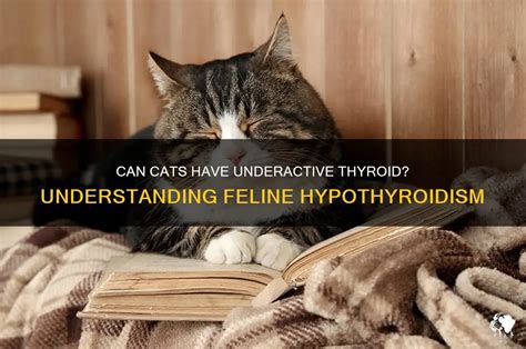 Can Cats Have Underactive Thyroid Understanding Feline Hypothyroidism