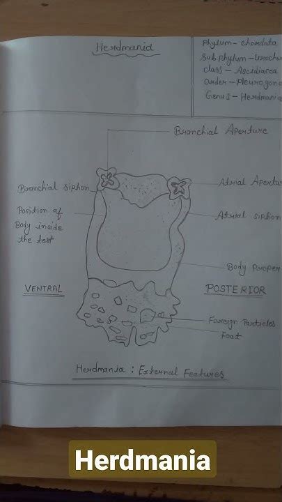 Herdmania Classification And Comments Easy Or Hard In Hindi Short