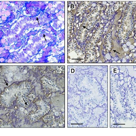 Cell Kinetics Of Halisarca Caerulea Choanocyte Cell Population The