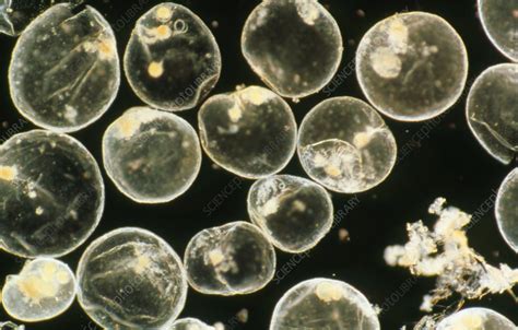 Noctiluca Sp Stock Image Z100 0076 Science Photo Library