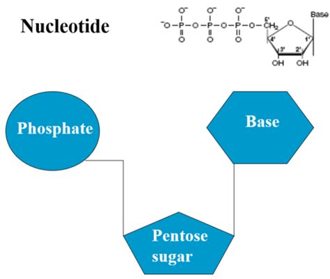 Nucleotide Metabolism Flashcards Quizlet