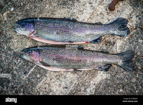 Rod And Reel For Rainbow Trout At Benjamin Ferguson Blog