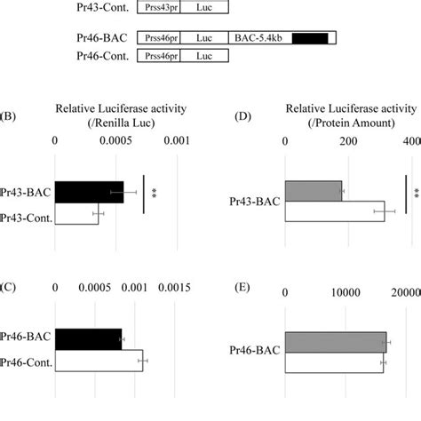 Enhancer Activity Of Parts Of The Bac 5 4kb Sequence A Reporter