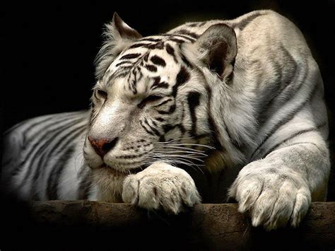 Kawaii Anime Tiger Wallpapers Top Free Kawaii Anime Tiger Backgrounds