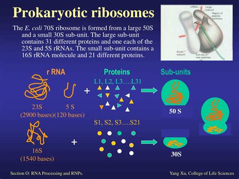 Ppt O1 Rrna Processing And Ribosome Powerpoint Presentation Free