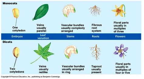Monocot Đặc Điểm Ví Dụ Và Ý Nghĩa Sinh Học