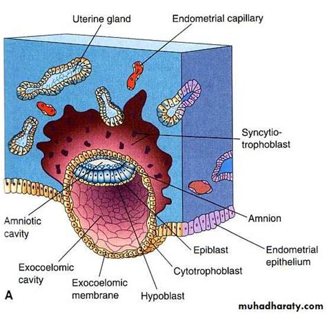 Fertilization And Implantation Pptx D Sumeya Muhadharaty
