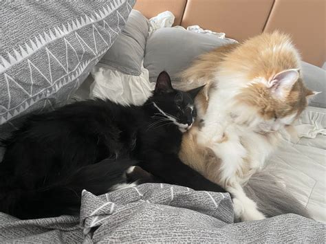 Big Sis Is Very Busy Bathing But Lil Bro Doesnt Care Hes Ready To Cuddle Reyebleach