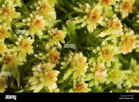 Close Up View Of Green Sphagnum Moss Suitable For Backgrounds Stock