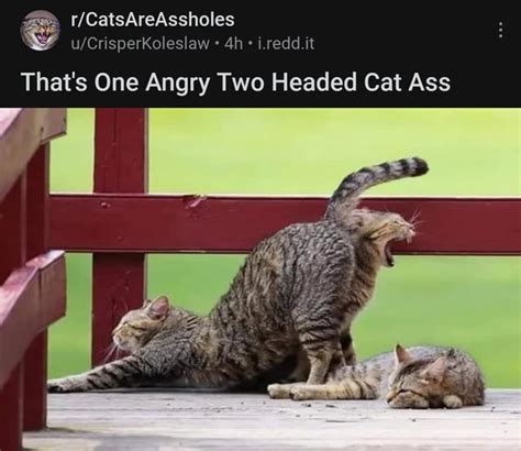 Cat Is An Asshole R Technicallythetruth