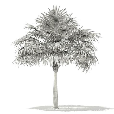 Thatch Palm Tree 5 7m 3d Model Download Trees On