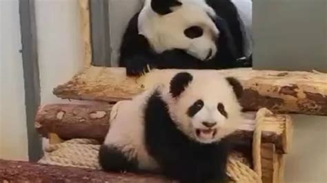 丁丁堵在门口不准小乌拉出内场，还把小乌拉叼了回产房 Youtube