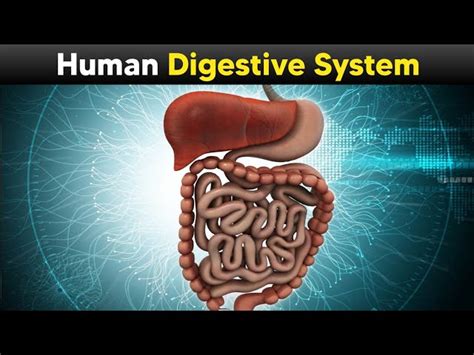 Human Digestive System Animation Video How Digestive System Works 3d