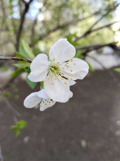 Видео открытки Angelanlin