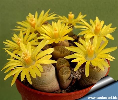 Lithops Terricolor C132 Syn Lithops Localis