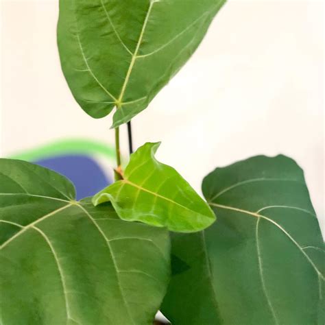 Velvet Leaf Fig Tree Ficus Auriculata Everest Sprouts Of Bristol