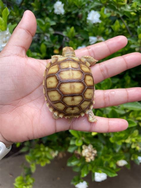 Sulcata Tortoise Babies